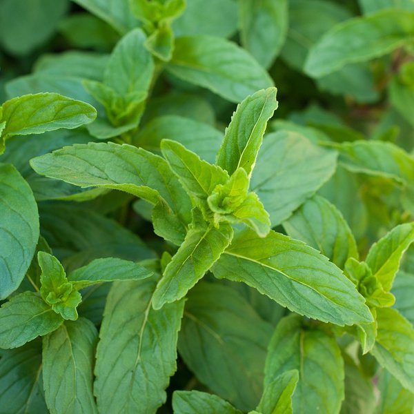 Neudorff : Menthe (Mentha spec.)