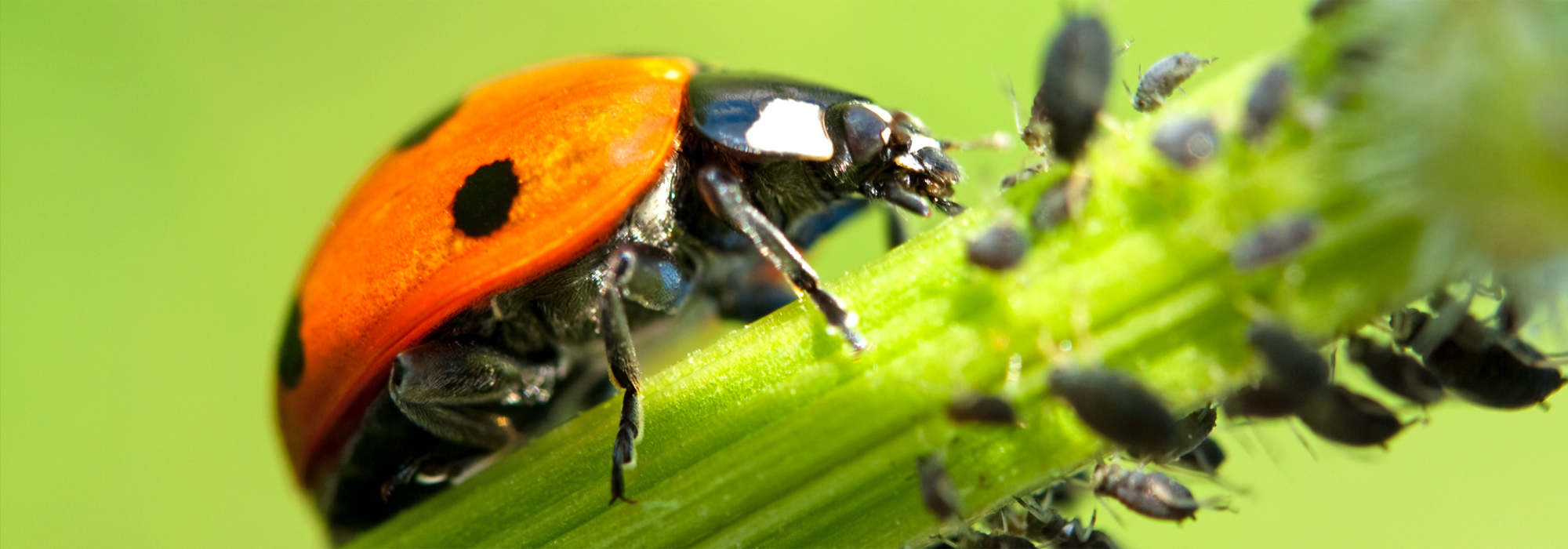 Neudorff : neudorff.fr